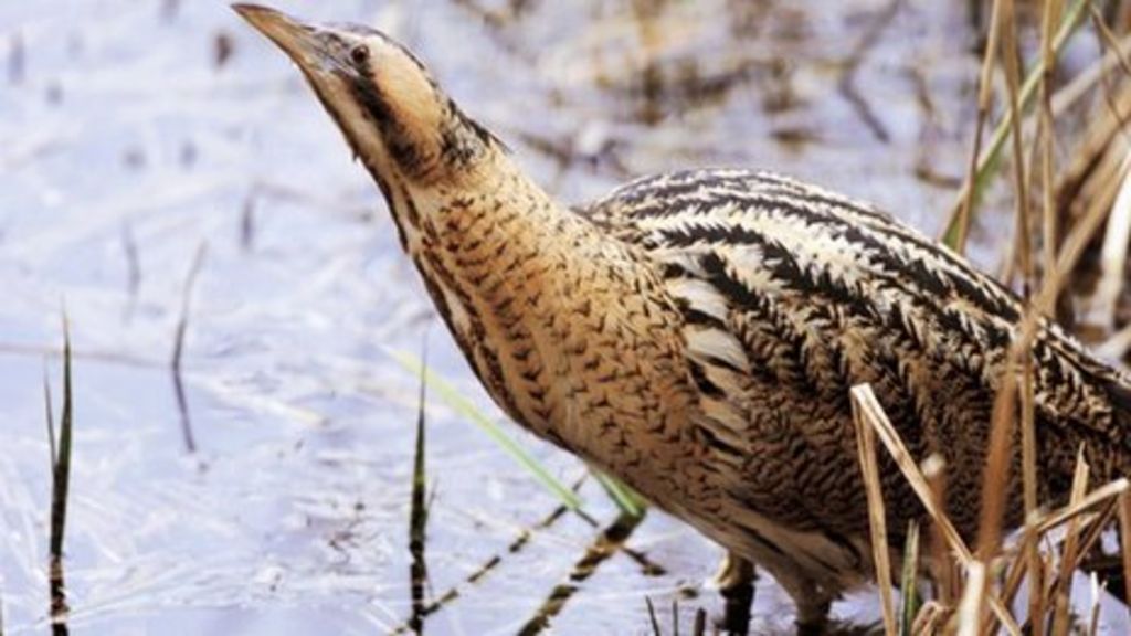 Sound of bittern's 'booming' call at RSPB Saltholme - BBC News