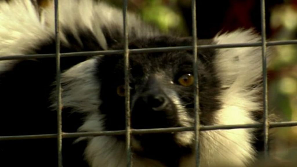 Are regulations to keep primates working? - BBC News