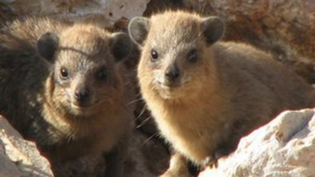 The rock hyrax surprises with syntax skills - BBC News