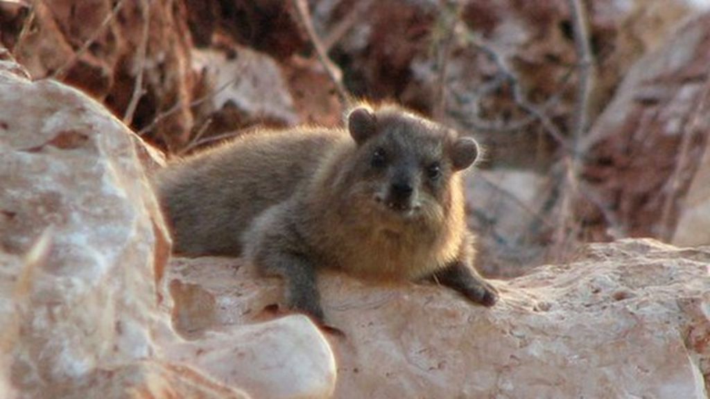 The rock hyrax surprises with syntax skills - BBC News