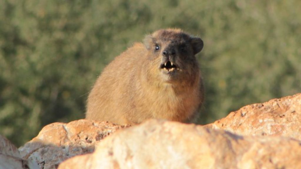Footage of rock hyrax syntax song - BBC News
