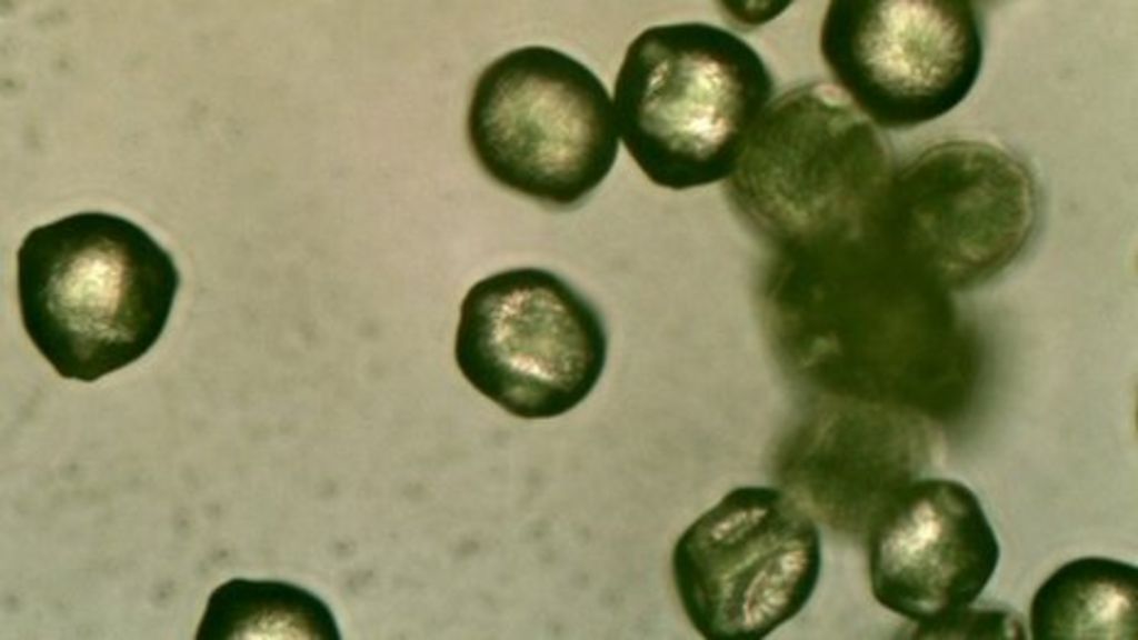 Met Office: How to count pollen - BBC News