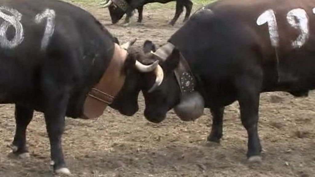 Switzerland stages cow-fighting championship - BBC News