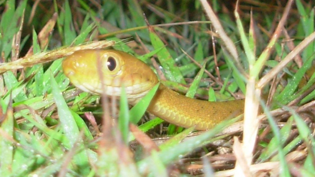 Hunting the brown tree snake on Guam - BBC News