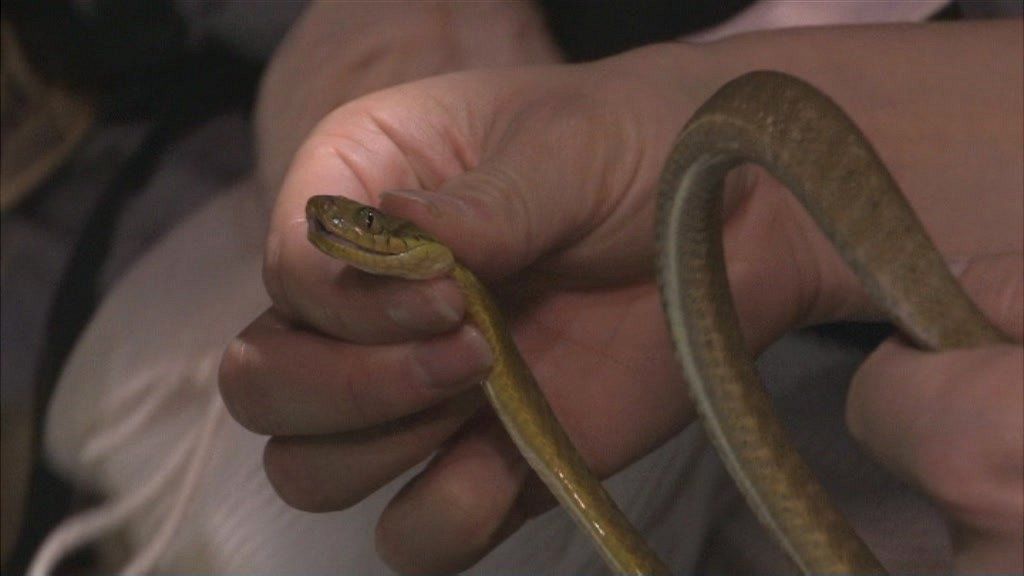 Guam battles to control brown tree snake invasion - BBC News