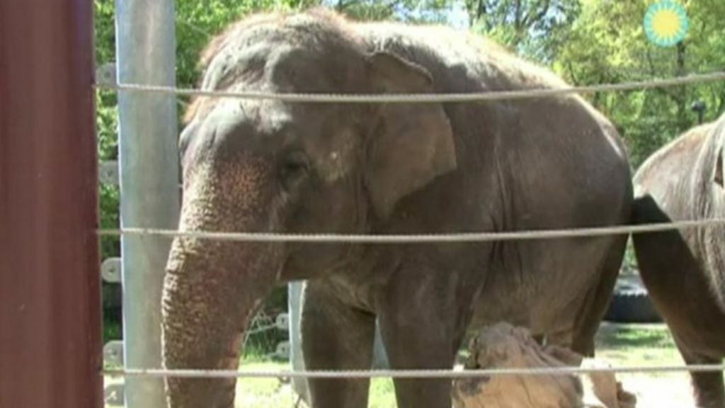 Elephant plays the harmonica - BBC Newsround