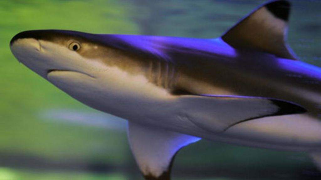 Shark attacks: A magnetic solution? - BBC News