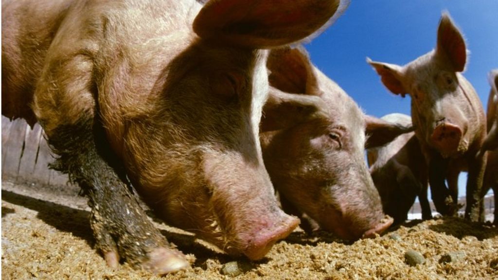 Which parts of a pig are eaten in China? - BBC News