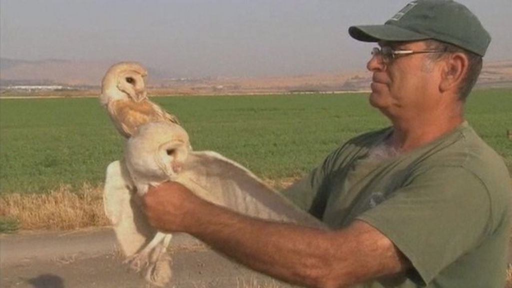 The Israeli-Jordan barn owl love that knows no borders - BBC News