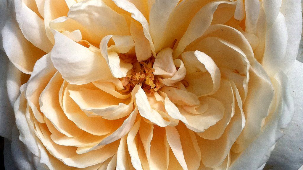 Chelsea Flower Show: Peter Beales Roses claims gold award - BBC News