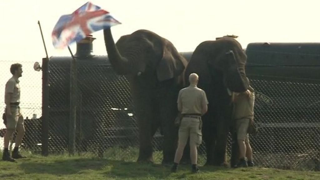 Flag-waving Elephants join Olympic torch relay - BBC News