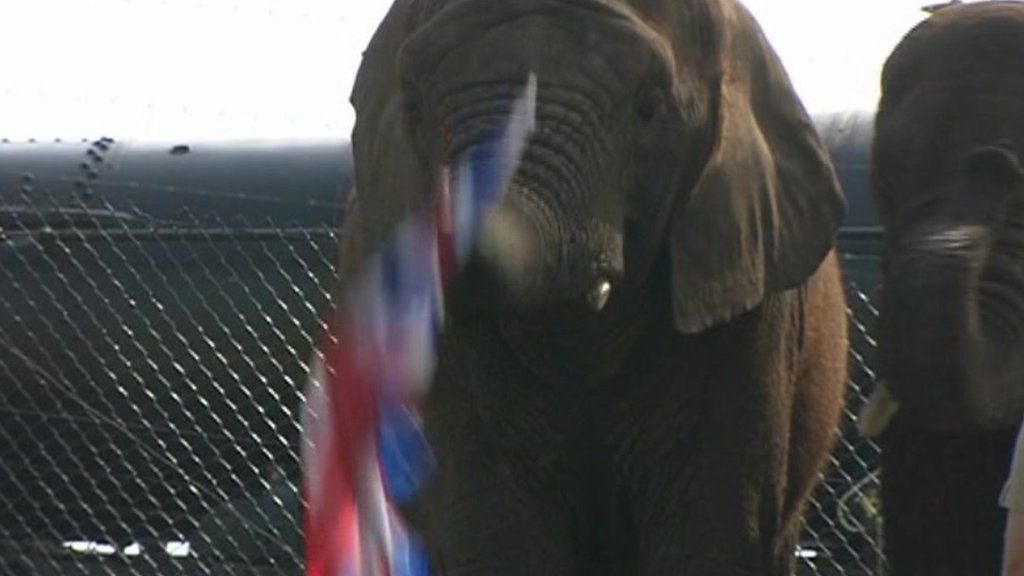 Elephants with flags join Olympic torch relay - BBC News