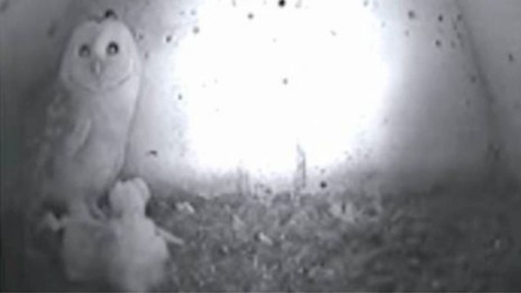 Webcam barn owls Mr and Mrs P have four chicks - BBC News