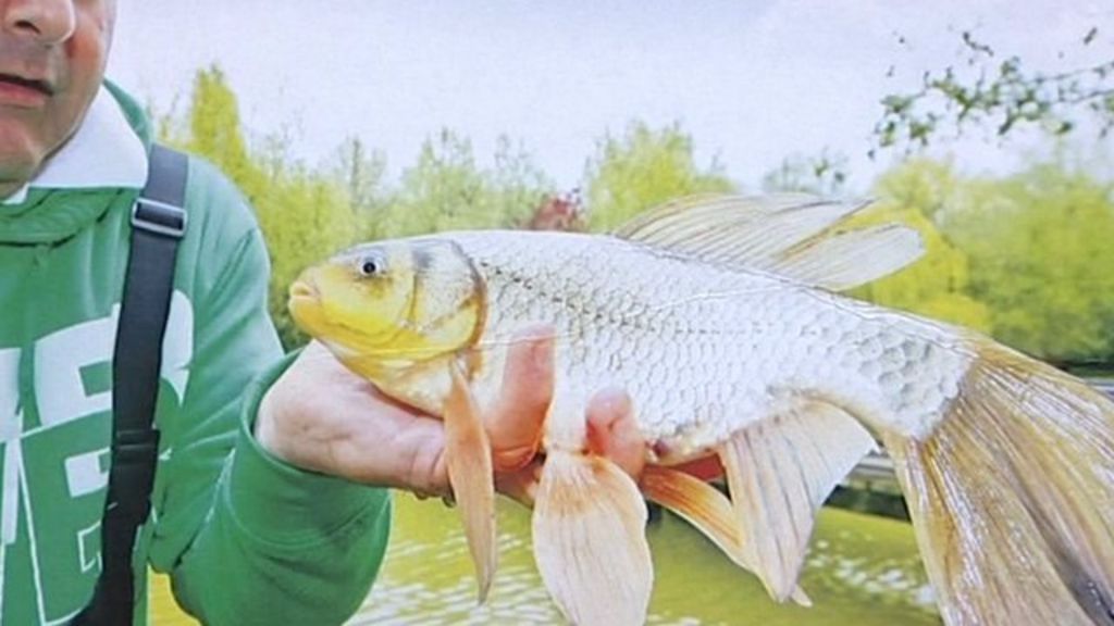 Anglers divided over Magpie Lake 'Frankenstein fish' - BBC News