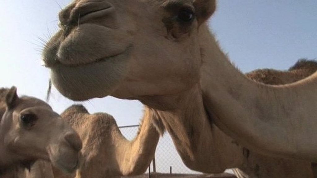 'I developed camel shampoo' - BBC News