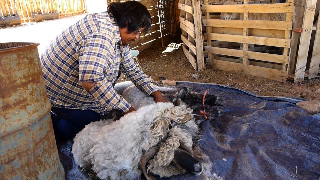 The dying art of Navajo sheep shearing - BBC News