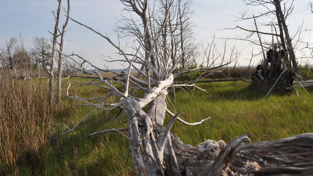 'Ghost trees' victims of rising sea levels - BBC News