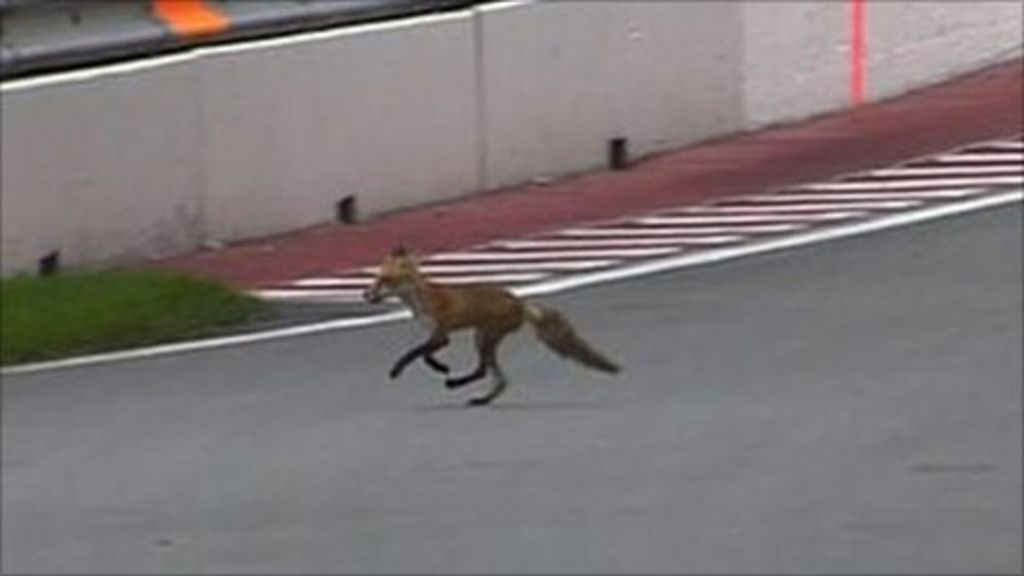 Fox and squirrel interrupt F1 practice in Canada - BBC Sport