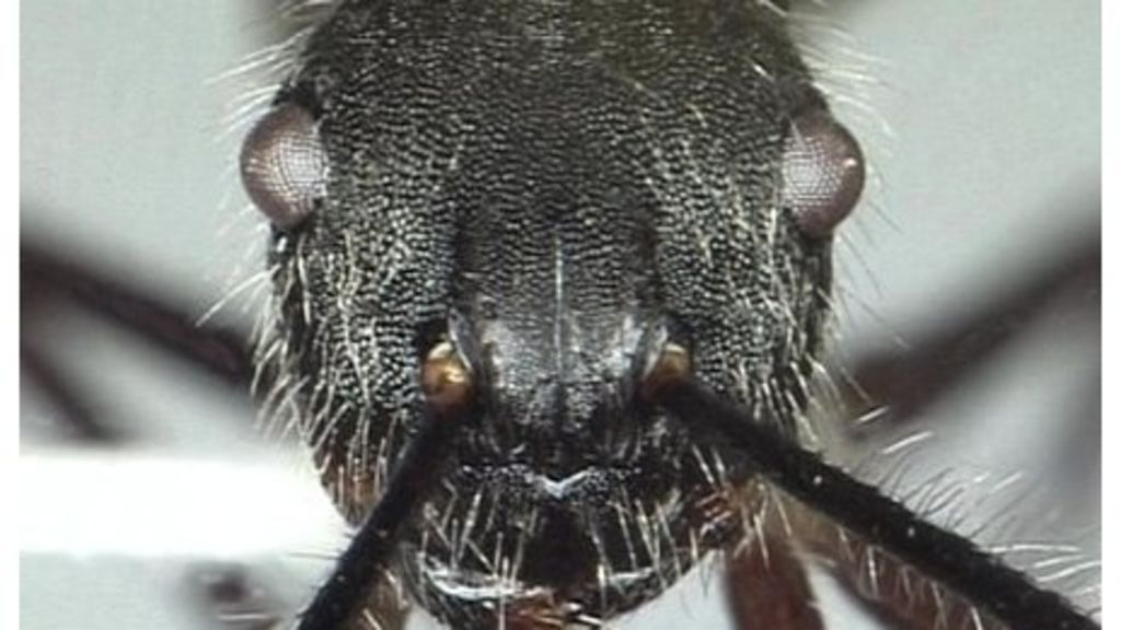 Seen in 3D: The ants of the world - BBC News