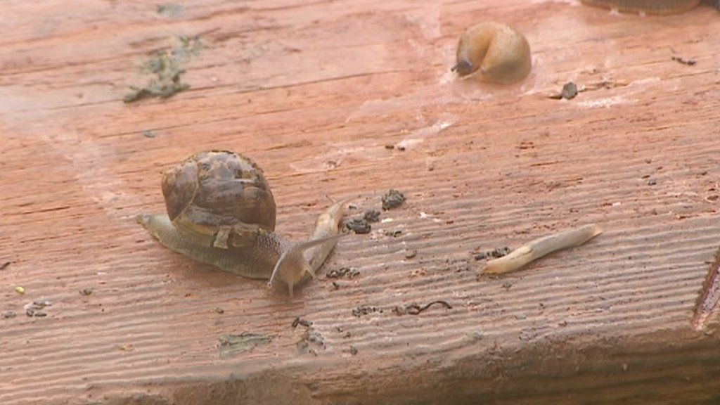 Slug invasion worries for farmers - BBC News