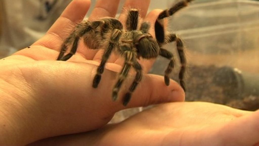 Sittingbourne pupils keep tarantulas at school - BBC News