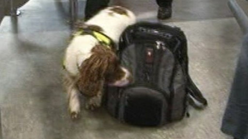 Sniffer dogs in action at Gatwick Airport - BBC News