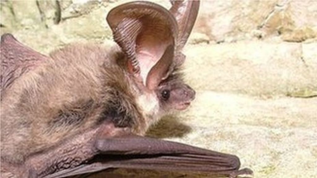 Grey long-eared bat find in Pembrokeshire 'amazing' - BBC News