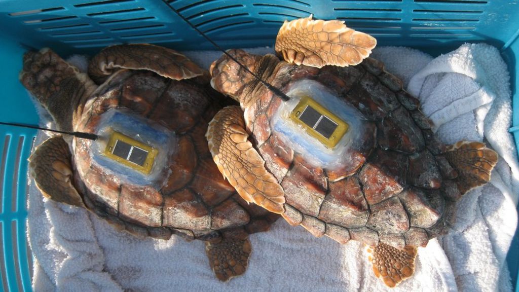 Manicured turtles swim for science - BBC News