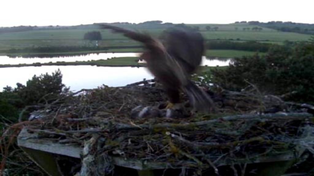 Buzzard filmed snatching osprey chick from Aberdeenshire nest - BBC News