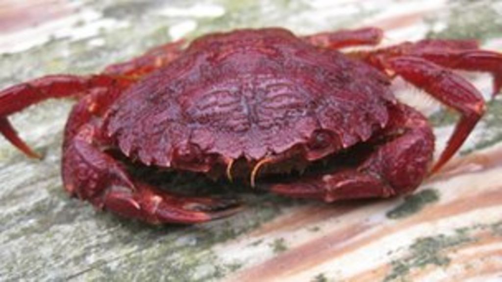 Rare maerl crab found in Cornwall - BBC News