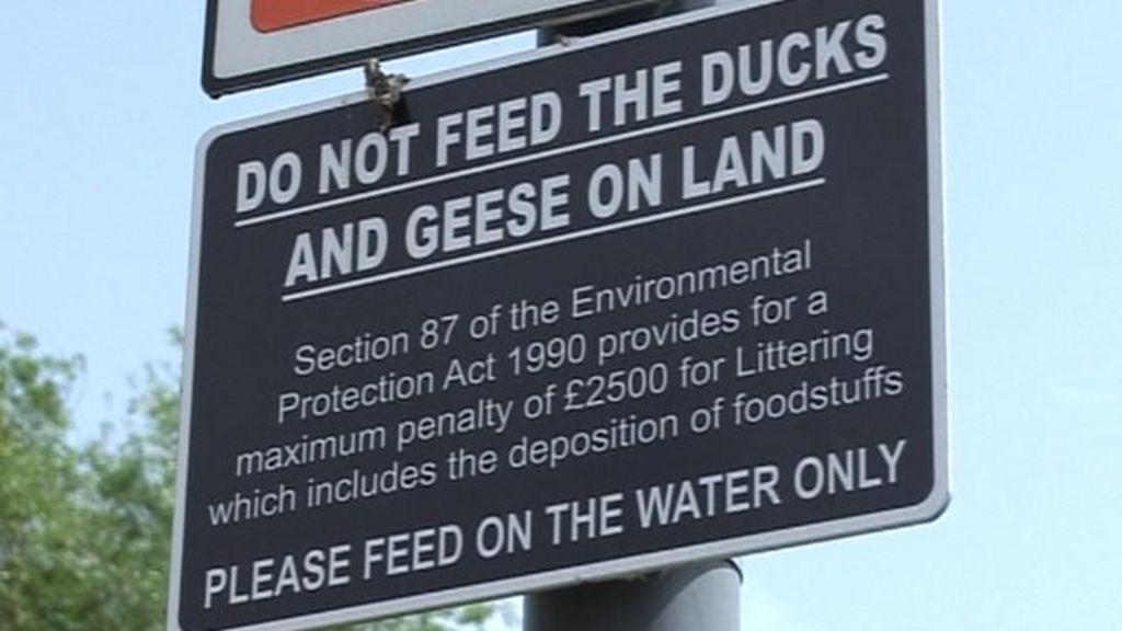 Ely's duck feeders risk a £2,500 fine - BBC News