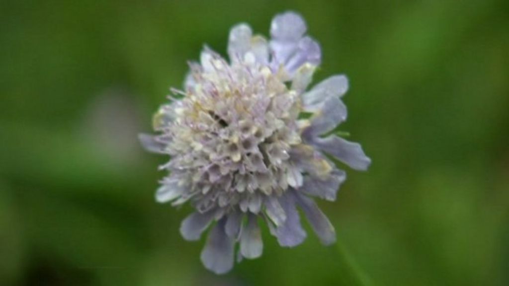 Welsh botanists create database of 1,000 plants - BBC News