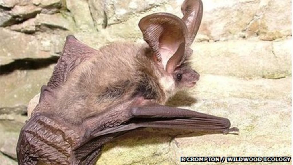 Grey long-eared bat find in Pembrokeshire 'amazing' - BBC News