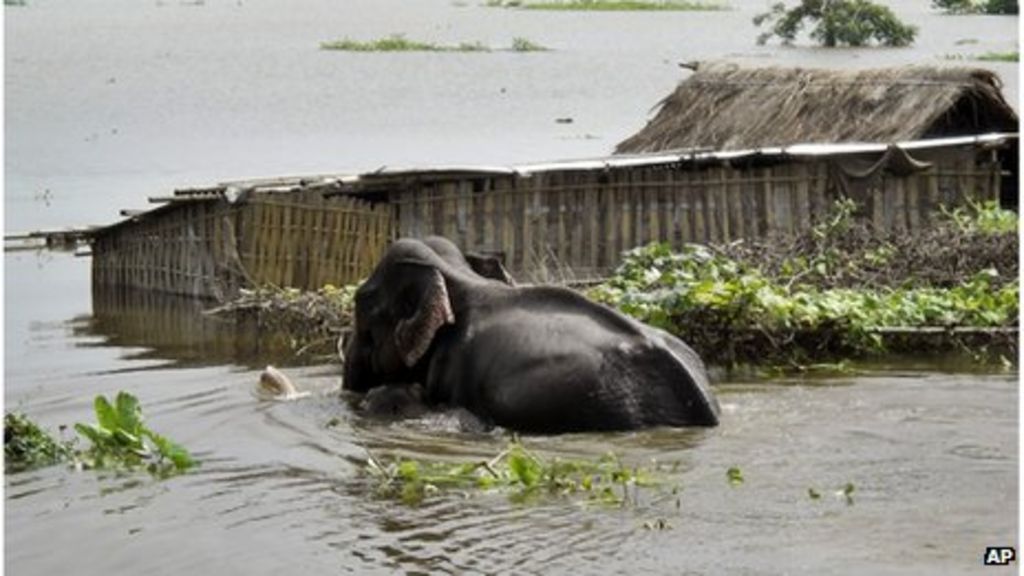 India floods: Hundreds of animals killed in Assam - BBC News