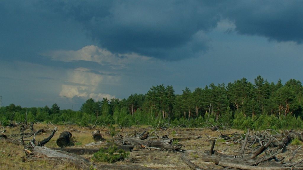 Chernobyl's radioactive trees and the forest fire risk - BBC News