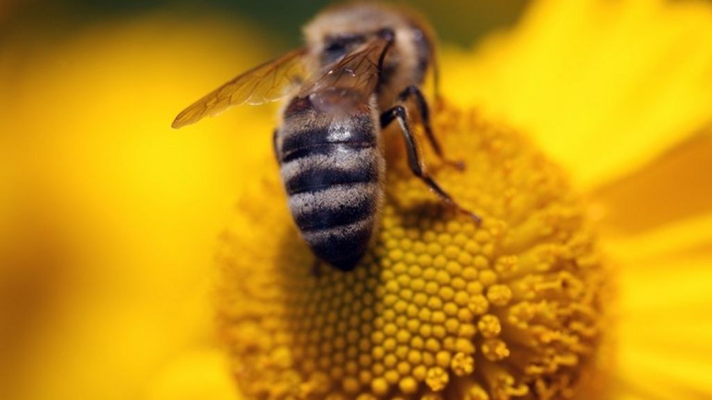 Pembrokeshire Beekeepers' Association developing native bee breed - BBC ...