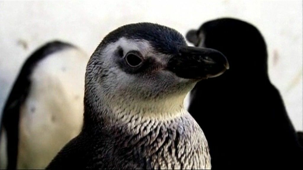 'Lost' penguins turn up on Rio's beaches - BBC News