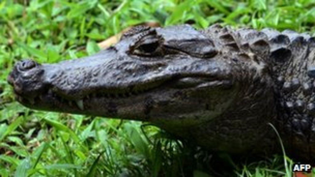 Alligator bites off Florida teenager's arm in attack - BBC News