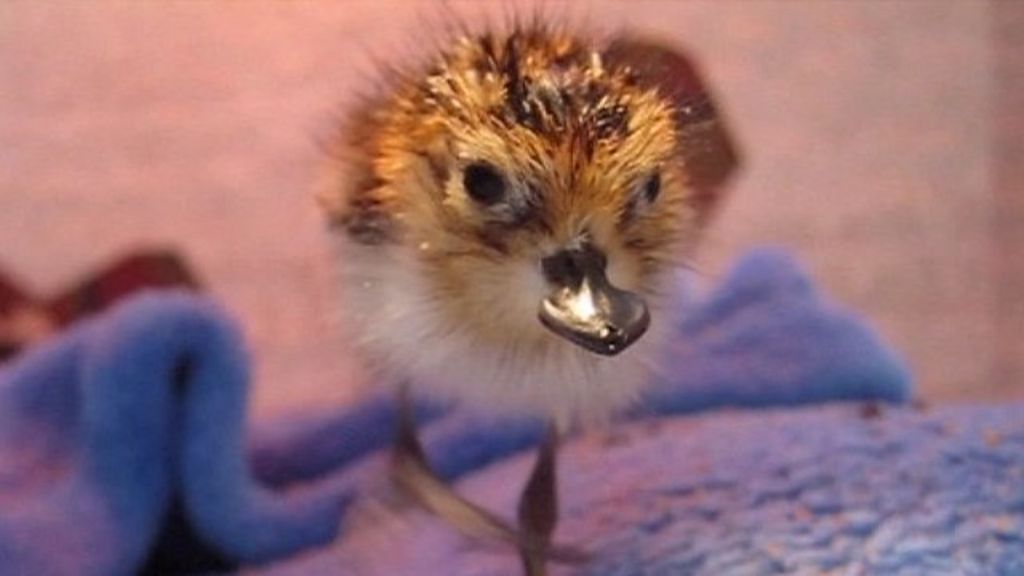 Endangered spoon-billed sandpiper chicks hatch in UK - BBC Newsround