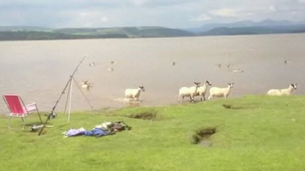 Flock of sheep swim to safety - BBC Newsround