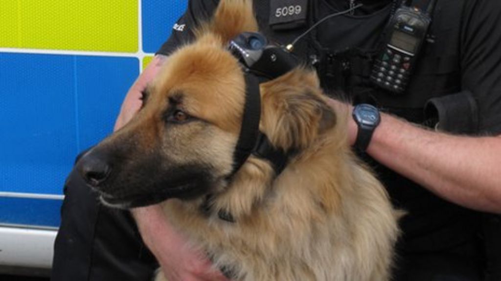 Staffordshire police dogs to wear digital head cameras - BBC News