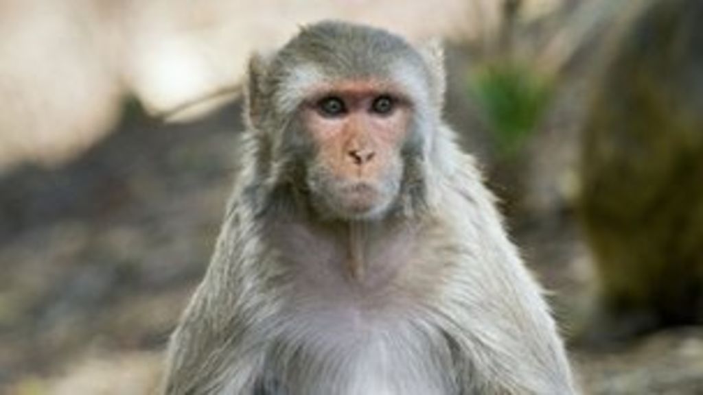 Longleat Safari Park macaque monkey captured with fruit trap - BBC News