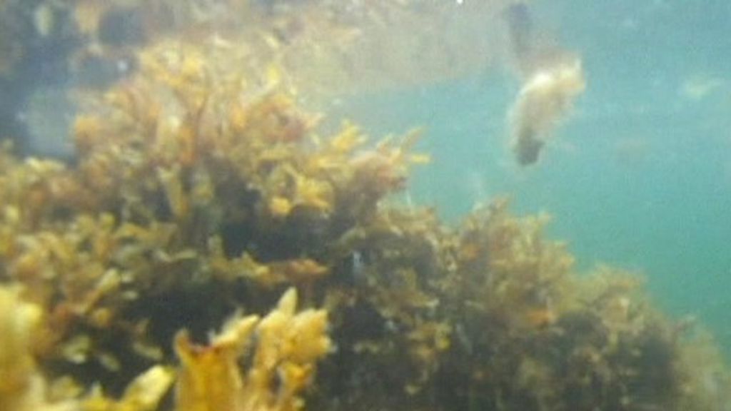 Acidic ocean 'threatens Pacific marine life' - BBC News
