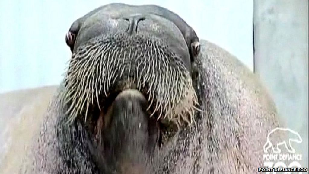 Meet ET the whistling, singing walrus - BBC Newsround