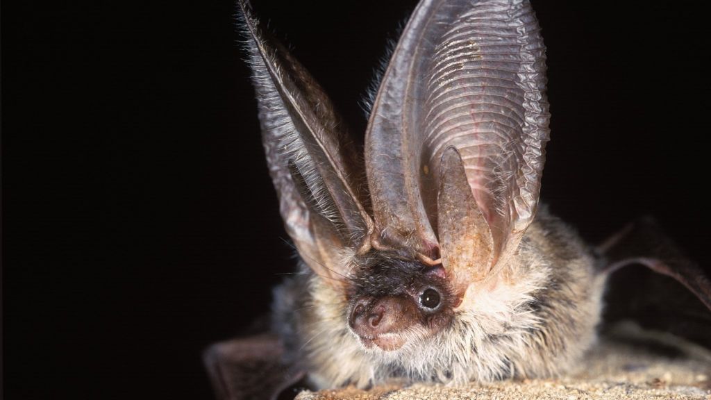 Free online tool helps identify bat calls - BBC News