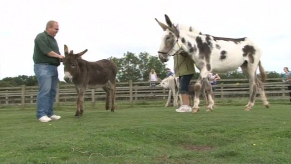 Huge donkey arrives at animal sanctuary - BBC Newsround