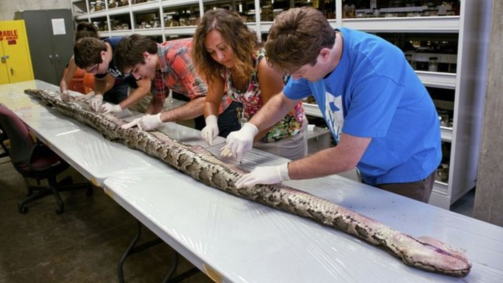 Florida finds its largest ever Burmese python - BBC News