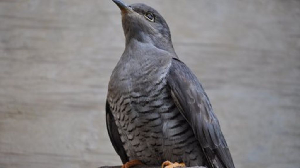 Cuckoo flown to Italy for migration 'catch-up' - BBC News