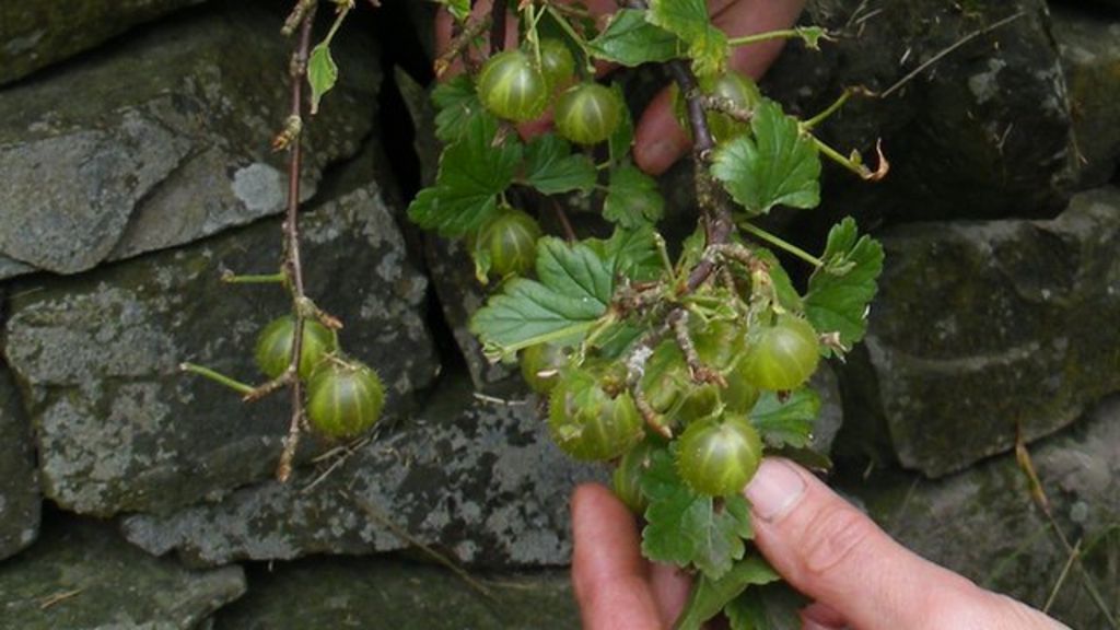 Foraging brings in a wild harvest in the Borders - BBC News