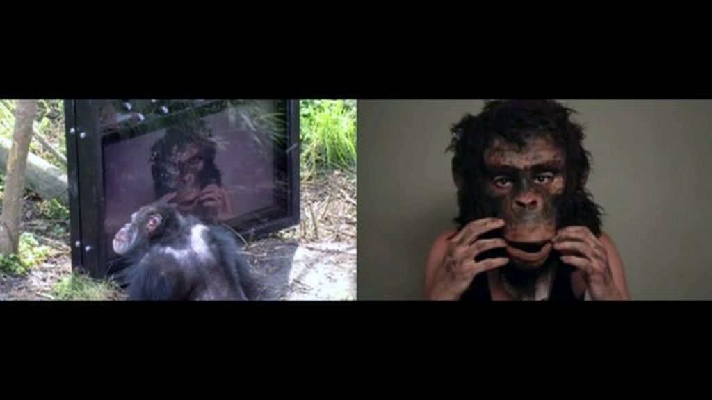 The show made for chimps by chimps in Edinburgh - BBC News